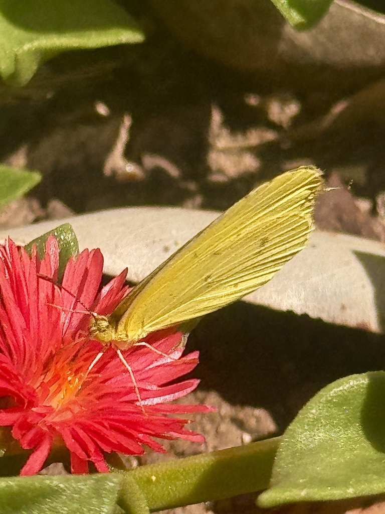 Small Grass-yellow from Hamilton Highway, Lismore, VIC, AU on 15 March ...