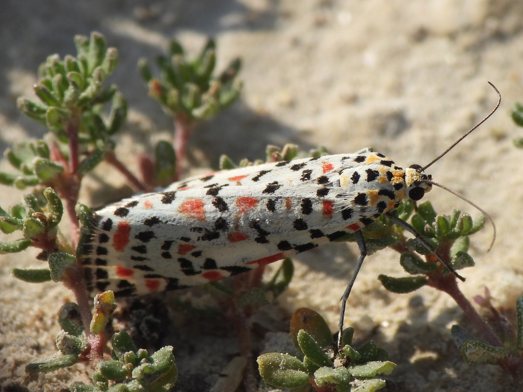 Crimson-speckled Flunkey from Gharb Al Dhahran, Dhahran Saudi Arabia on ...
