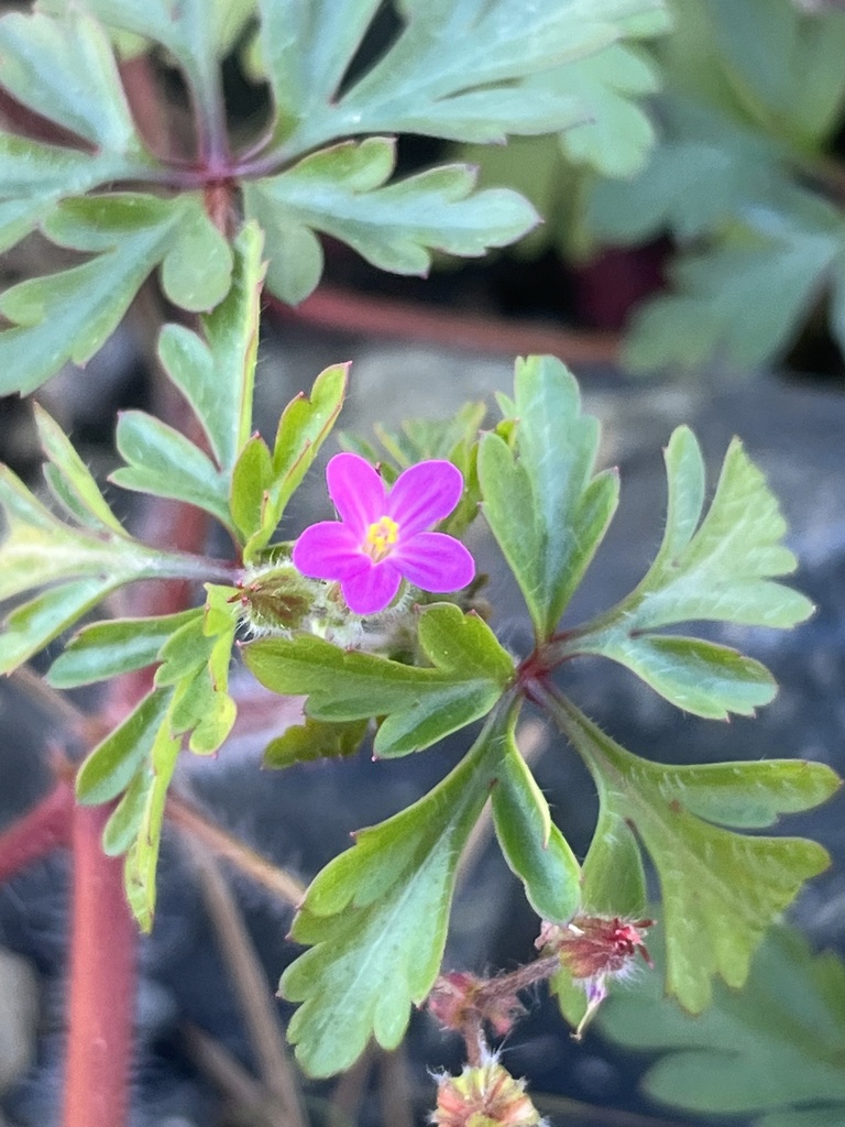 Little-Robin from Old Dan Beebe Trail, Oroville, CA, US on 14 March ...