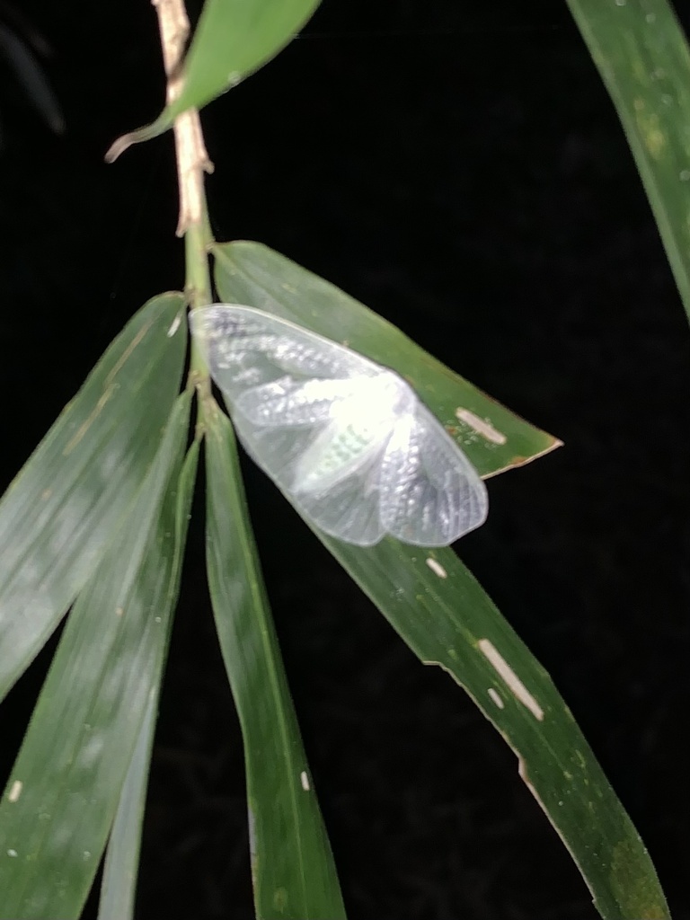 Arctornis kanazawai in March 2024 by Forrest Shimazu · iNaturalist