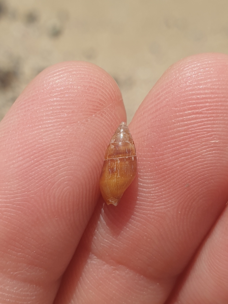 Mitrella bicincta from X6WC+X9, Kurnell NSW 2231, Australia on March 15, 2024 at 01:08 PM by ...