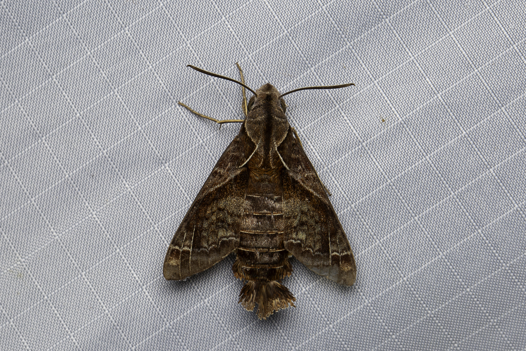Fritz's Hummingbird Hawkmoth from MCM Nature Discovery Villa (Stephen's ...
