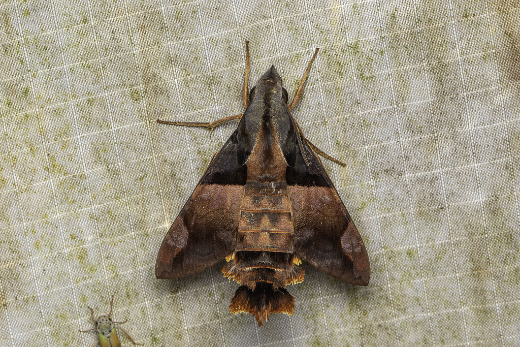 Black-based Hummingbird Hawkmoth from MCM Nature Discovery Villa ...