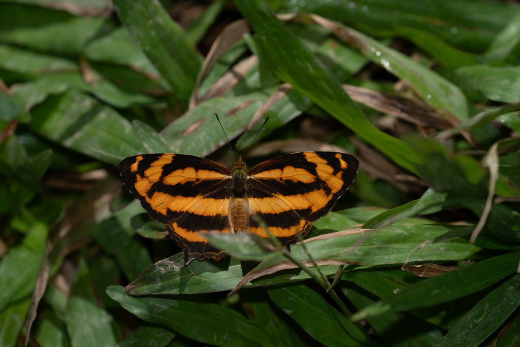 Common Jester from 香港大埔滘 on November 18, 2023 at 10:14 AM by wylam_c16 ...