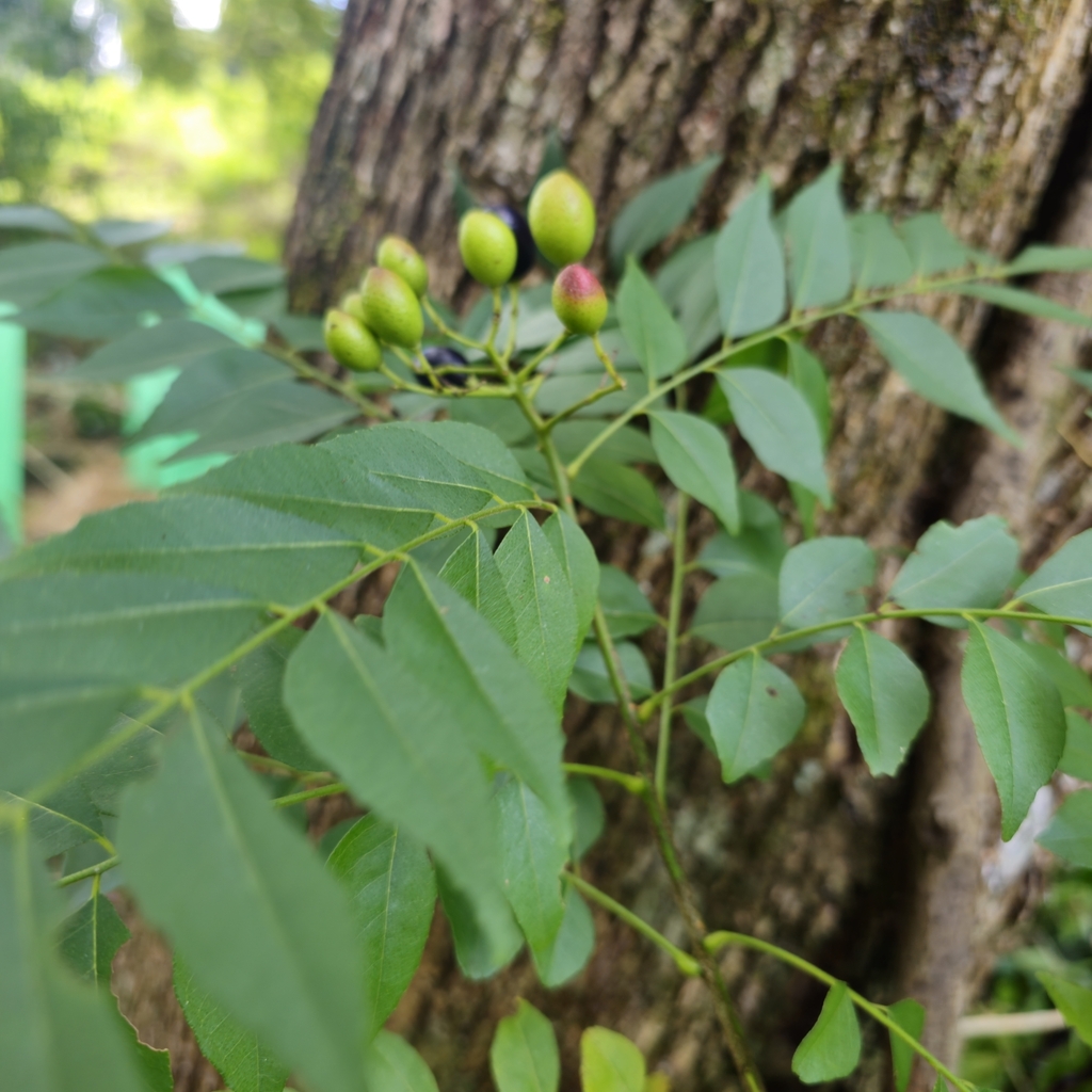 Curry Tree from Myocum NSW 2481, Australia on March 15, 2024 at 01:46 ...