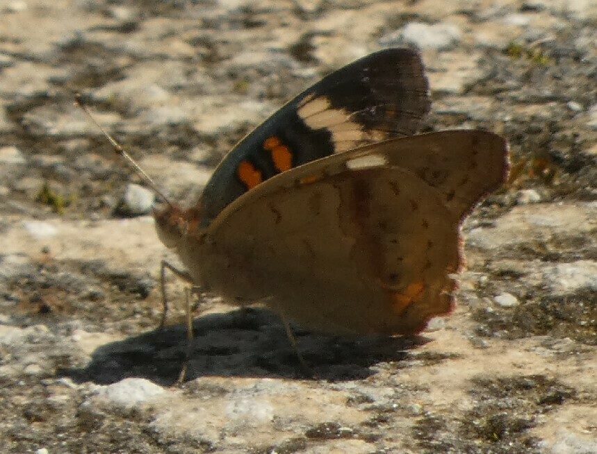 Common Buckeye from Florida, Hernando, Chassahowitzka Wildlife and ...