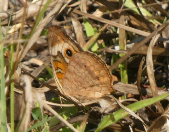 Common Buckeye from Florida, Hernando, Chassahowitzka Wildlife and ...