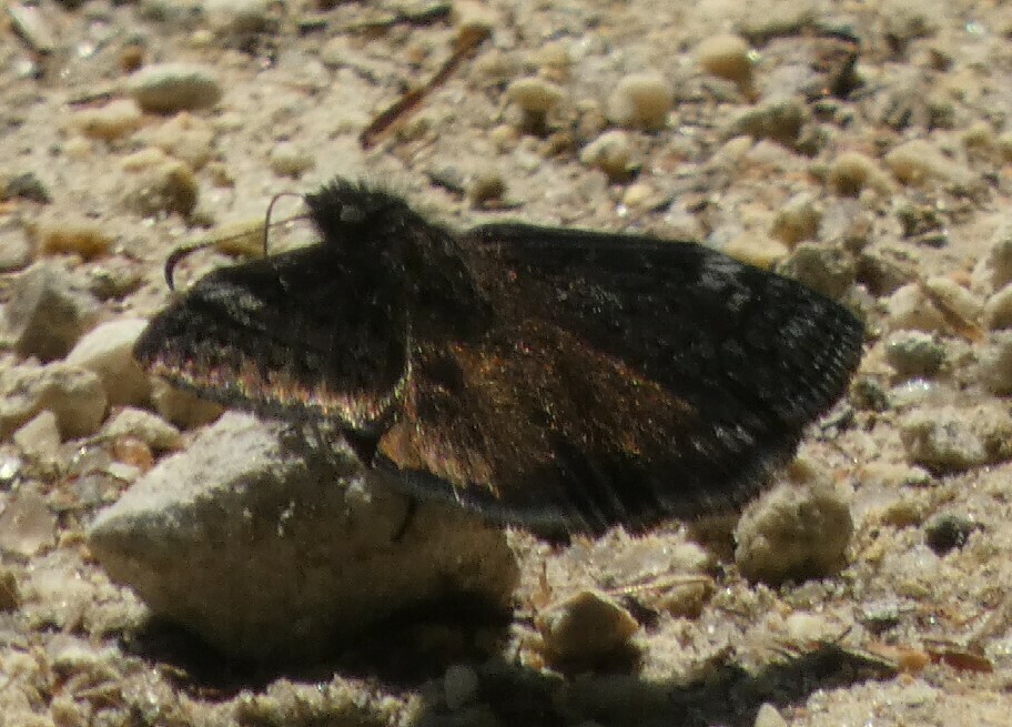 Sleepy Duskywing from Florida, Hernando, Chassahowitzka Wildlife and ...