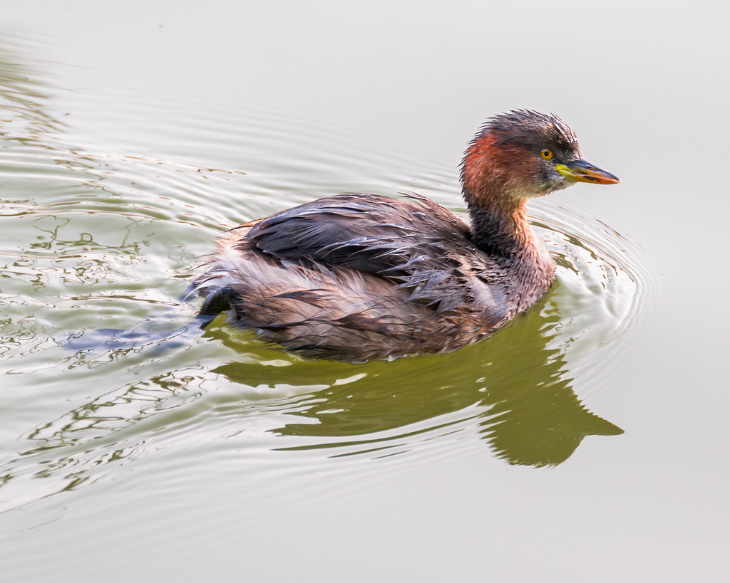 Little Grebe from Bengaluru, Karnataka, India on January 20, 2024 at 07 ...