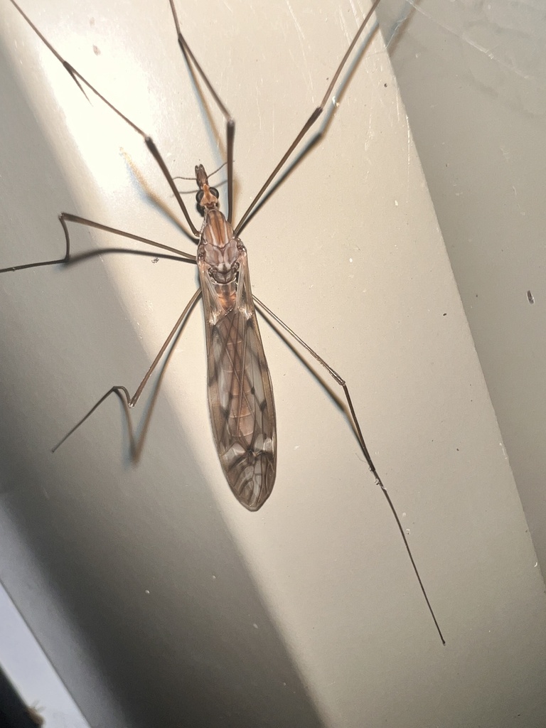 Swamp Crane Fly from North Island, Cambridge, Waikato, NZ on December 6 ...