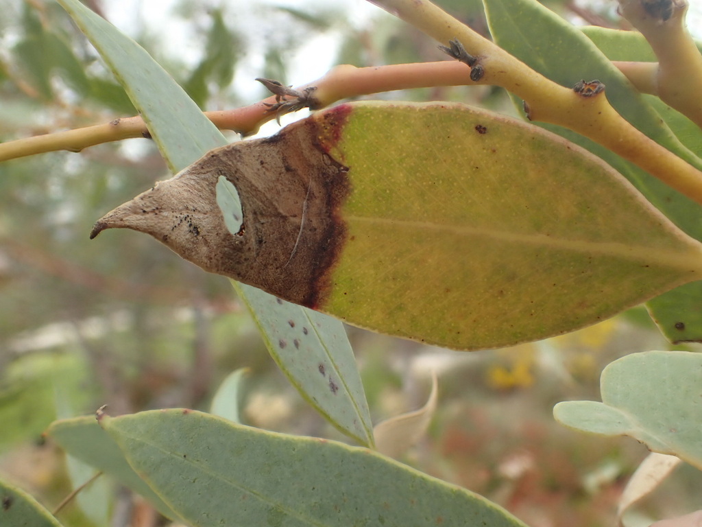 Shield-bearing Moths from Perth WA, Australia on November 09, 2023 at ...