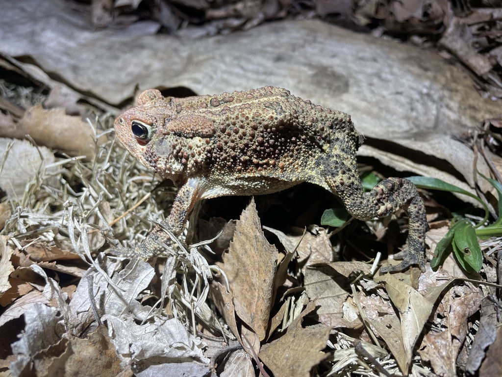American Toad from S 337th W Ave, Bristow, OK, US on March 14, 2024 at ...