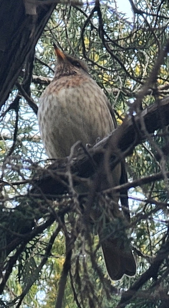Red-throated Thrush from Beijing, Beijing, CN on March 14, 2024 at 04: ...