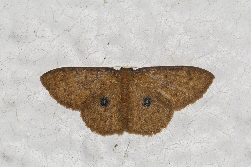 Organopoda acmaea from MCM Nature Discovery Villa (Stephen's Place ...