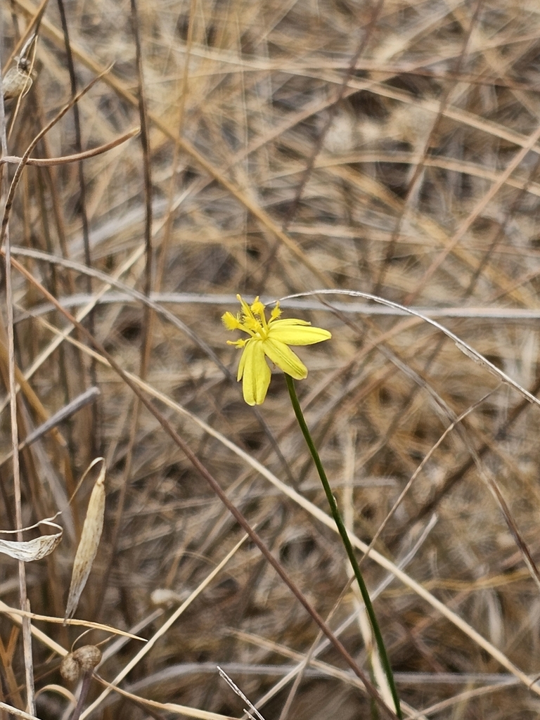 yellow rush-lily from Lyndoch SA 5351, Australia on March 15, 2024 at ...