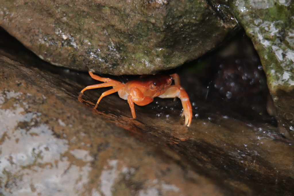 African Freshwater Crabs from Uthukela, Südafrika on March 13, 2024 at ...