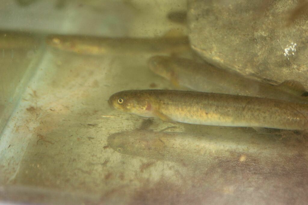 Canterbury mudfish in May 2011 by peterlanglands · iNaturalist