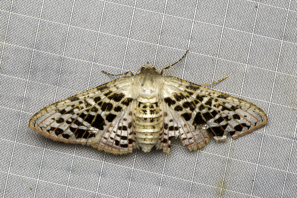 Rhodoneura pudicula from MCM Nature Discovery Villa (Stephen's Place ...