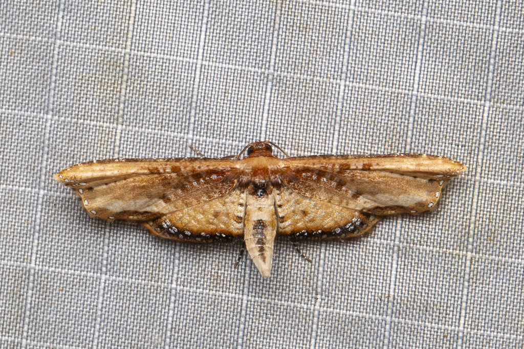 Calindoea from MCM Nature Discovery Villa (Stephen's Place), Fraser's ...