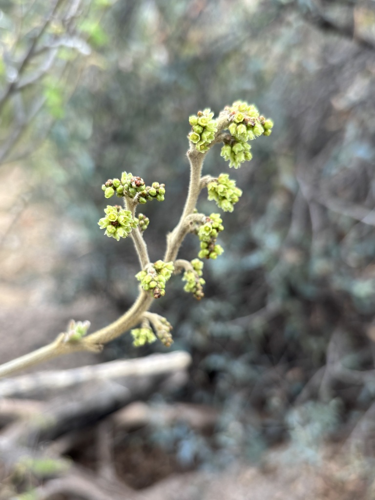 sumacs from Arizona-Sonora Desert Museum, Tucson, AZ, US on March 14 ...