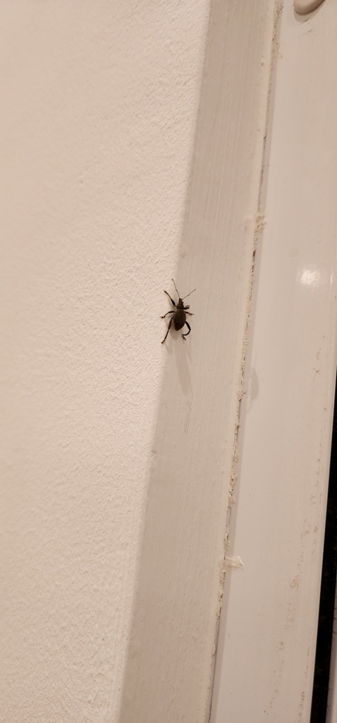 Systates omanicus from Aldea Courtyard 4 - The Villa - دبي - United ...