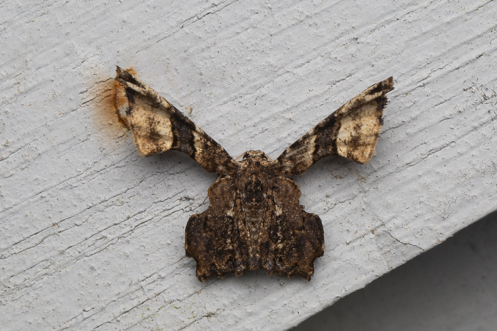 Monobolodes rectifascia from MCM Nature Discovery Villa (Stephen's ...