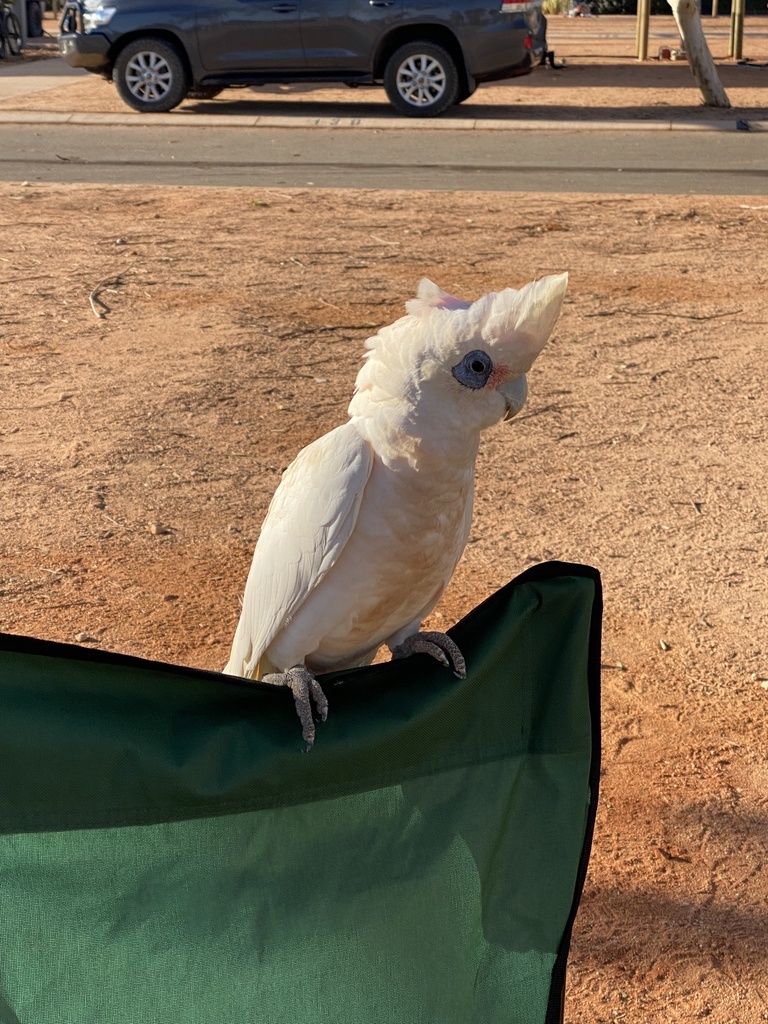Little Corella from Exmouth, WA, AU on March 15, 2024 at 07:55 AM by ...