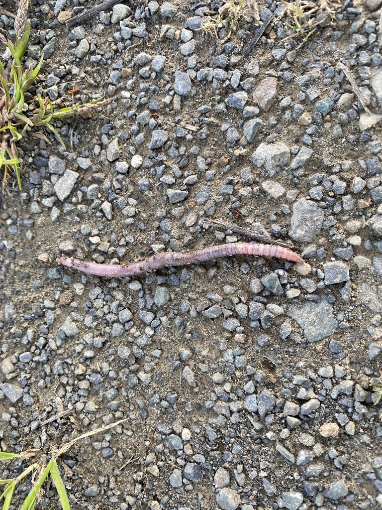 Earthworms from Sonoma County, US-CA, US on March 14, 2024 at 07:02 PM ...