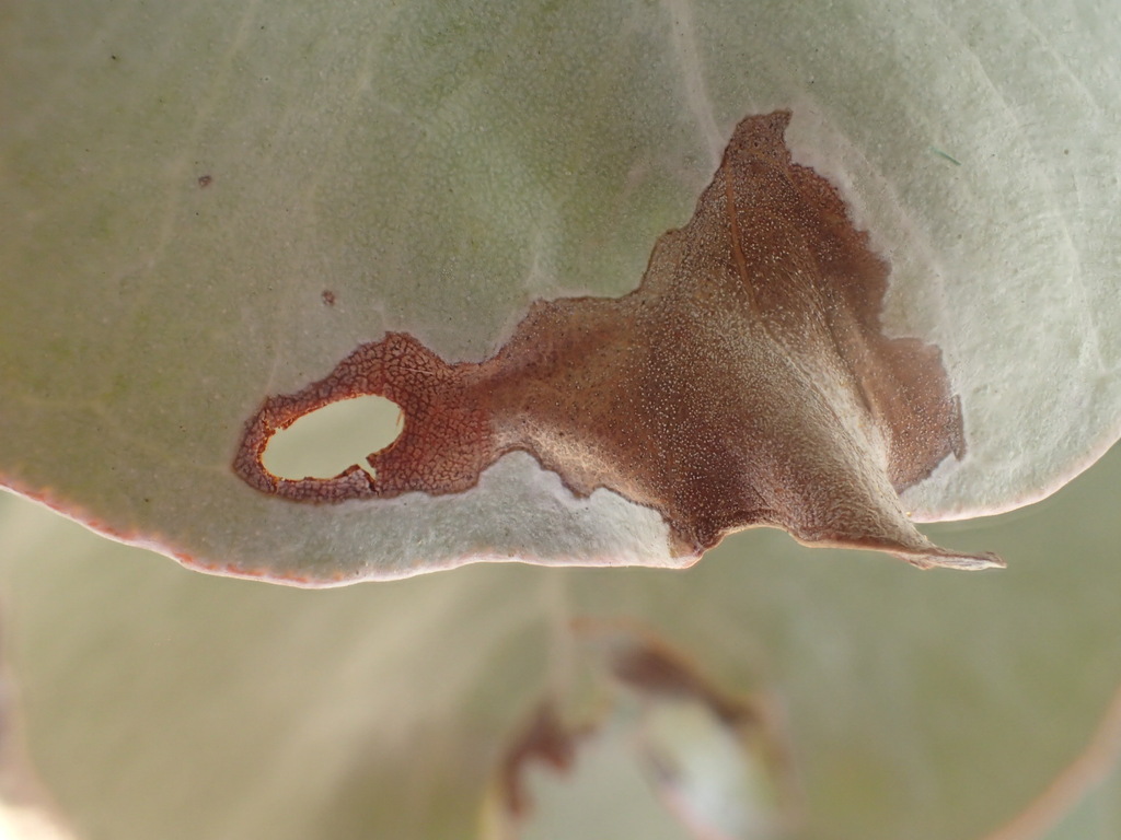 Shield-bearing Moths from Perth WA, Australia on March 5, 2024 at 10:37 ...
