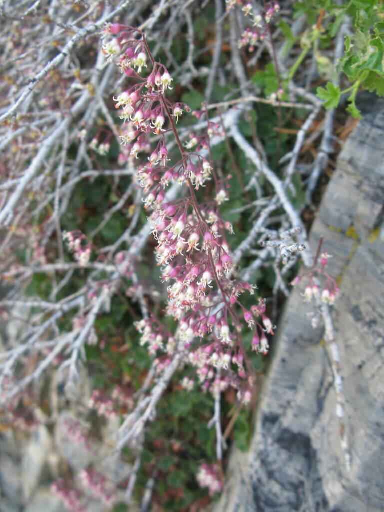 pink alumroot from Inyo County, CA, USA on June 28, 2018 at 02:06 PM by ...