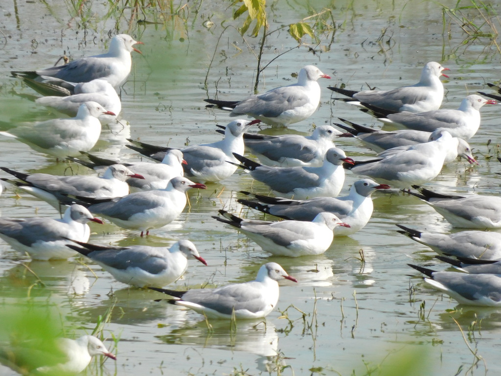 Grey-hooded Gull from Monteverde, Ecuador on March 13, 2024 at 04:25 PM ...