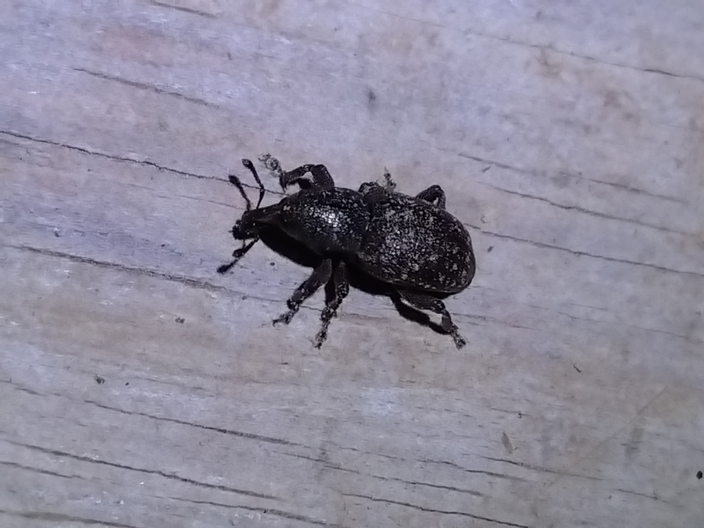 Pitch-eating Weevil from Fairhope, AL 36532, USA on March 14, 2024 at ...