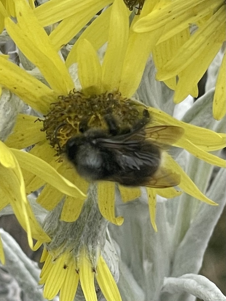 Gray-backed Bumble Bee from La Laguna, Villamaría, Caldas, CO on March ...