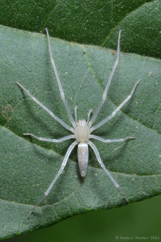 Wulfila from Ledesma, Jujuy, Argentina on January 5, 2024 at 08:02 PM ...