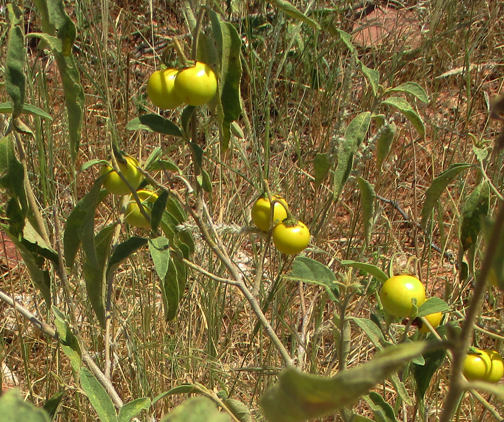 bitter-apple from Palapye Botswana on March 14, 2024 by Botswanabugs ...