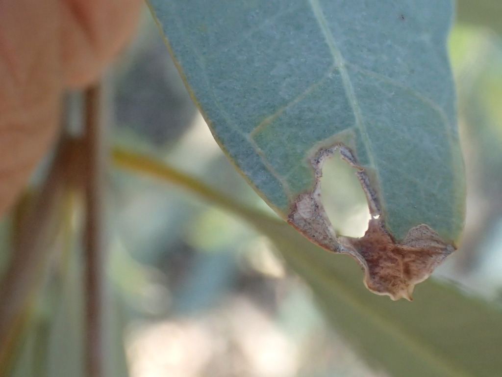 Shield-bearing Moths from Perth WA, Australia on March 5, 2024 at 01:34 ...