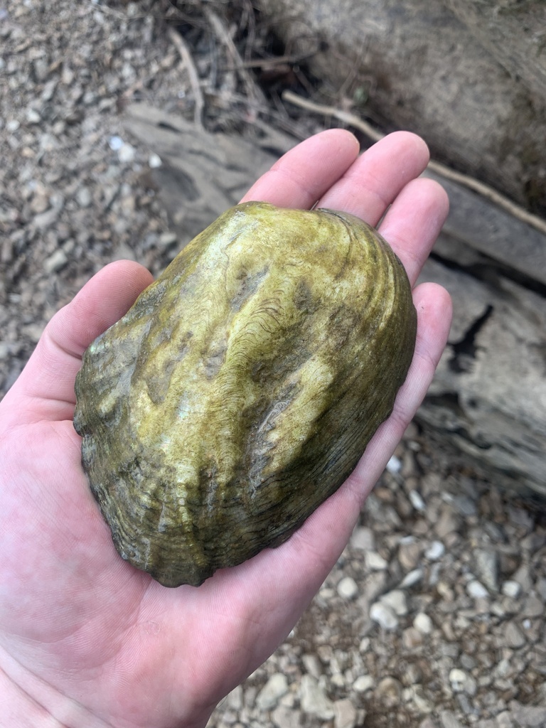 Three-ridge Mussel in March 2024 by jaymane · iNaturalist