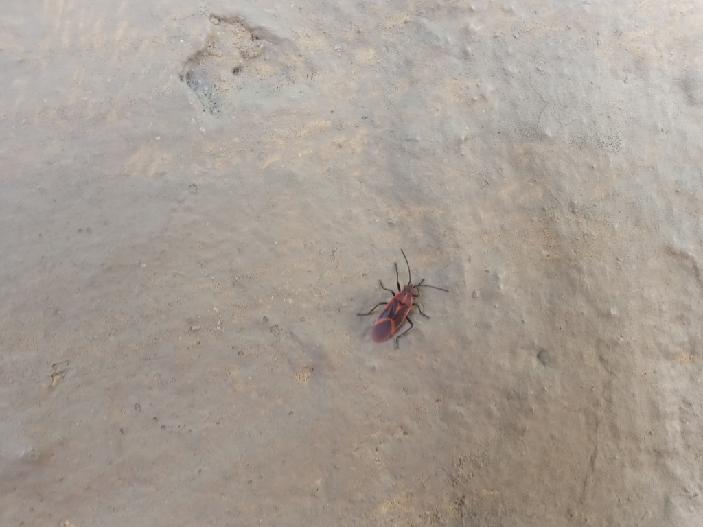 Eastern Boxelder Bug from San Vicente de Taguatagua, San Vicente, O ...