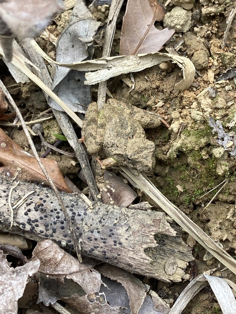 Ota's stream tree frog from 臺灣島, 達仁鄉, TTT, TW on March 15, 2024 at 11: ...