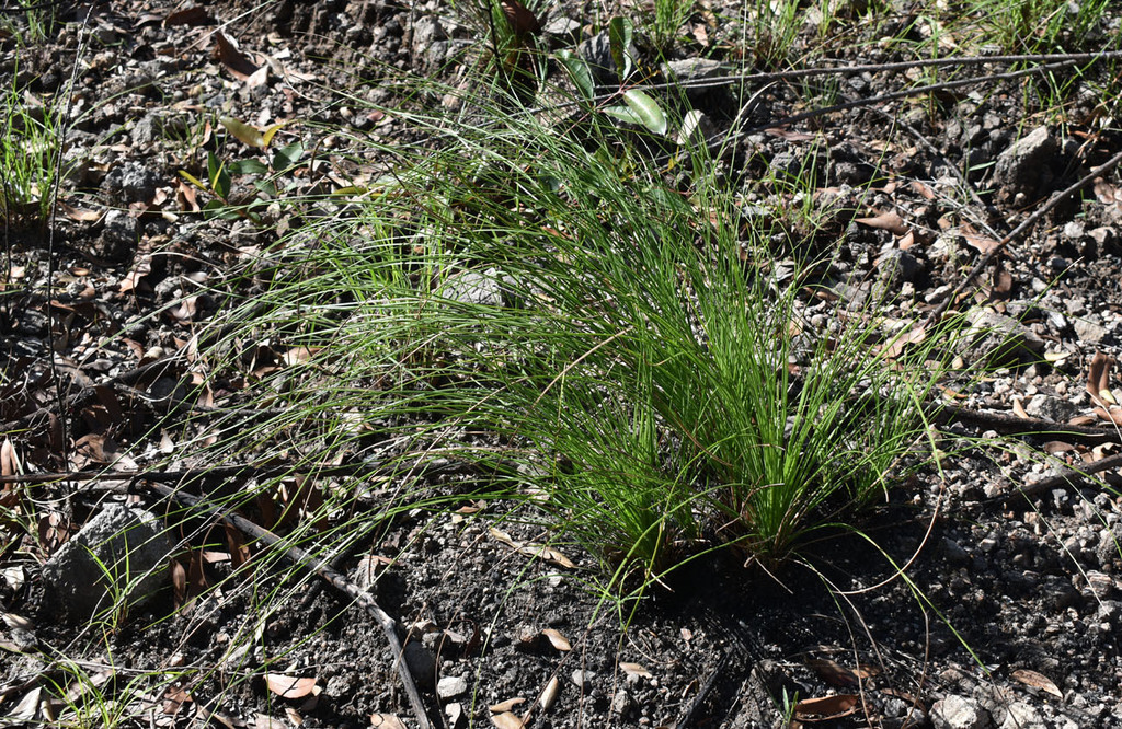 Forest Grasstree from Ravenshoe QLD 4888, Australia on December 20 ...