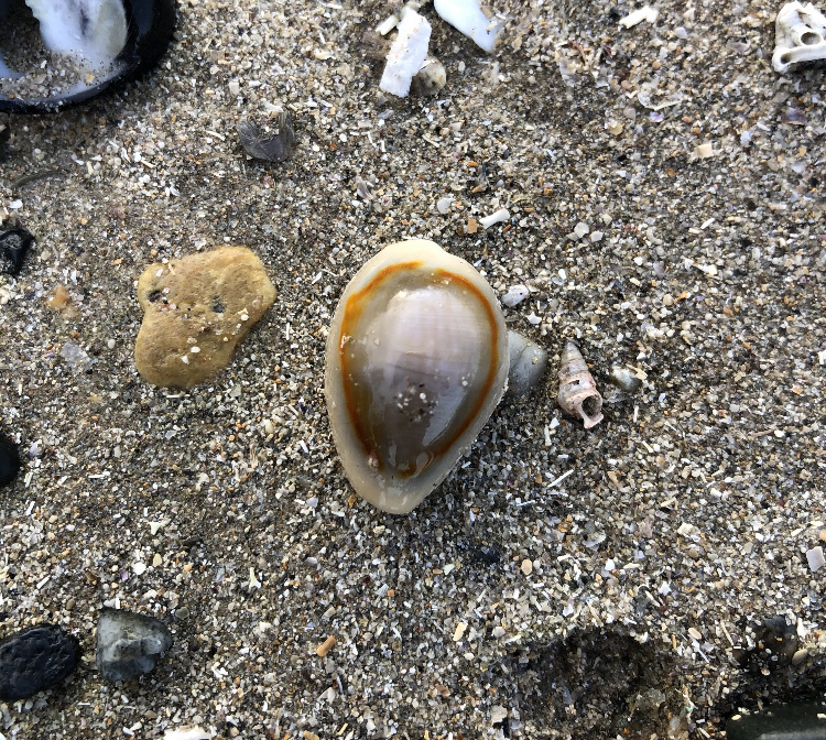 Gold Ring Cowry in February 2024 by inatau. On seashore · iNaturalist