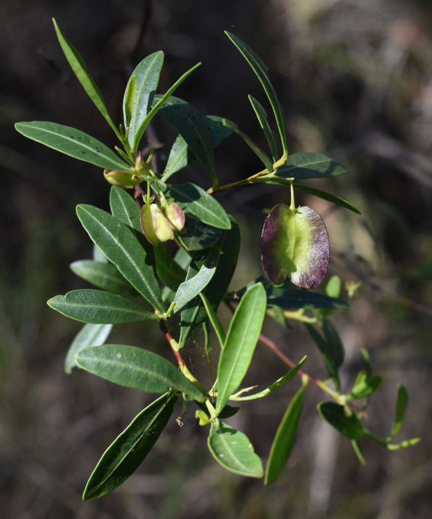 Dodonaea lanceolata subsessilifolia from Ravenshoe QLD 4888, Australia ...