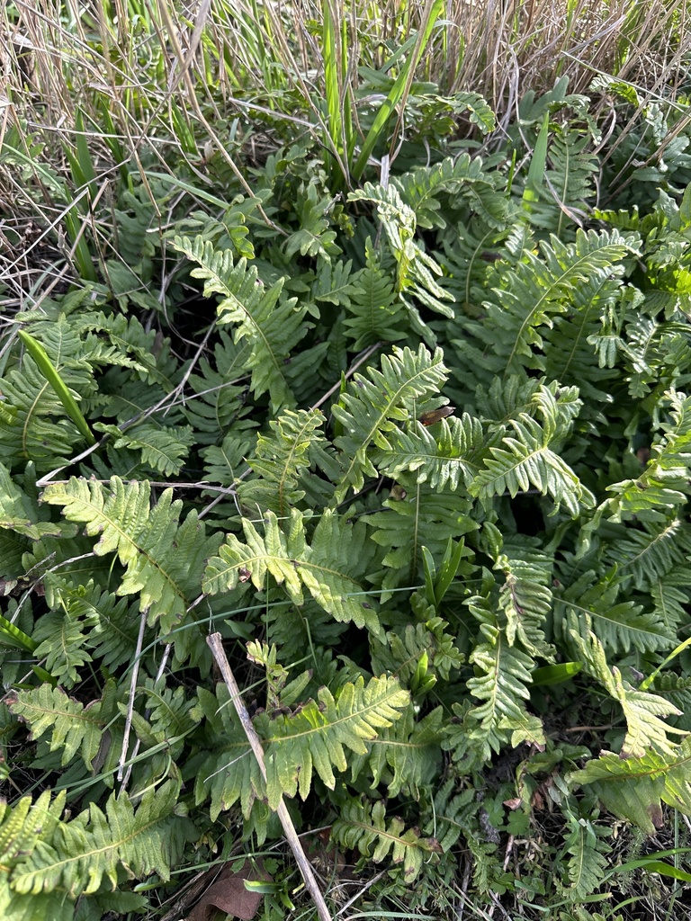 licorice fern from Victoria Harbour Migratory Bird Sanctuary, Oak Bay ...