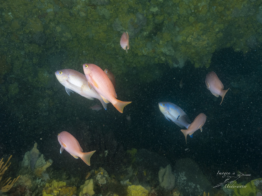 Barber Perch from Queenscliffe, AU-VI, AU on March 13, 2024 at 12:33 PM ...