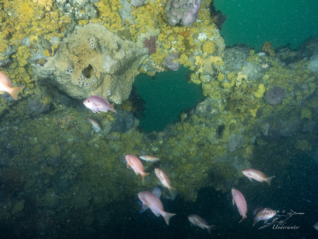 Barber Perch from Queenscliffe, AU-VI, AU on March 13, 2024 at 12:33 PM ...