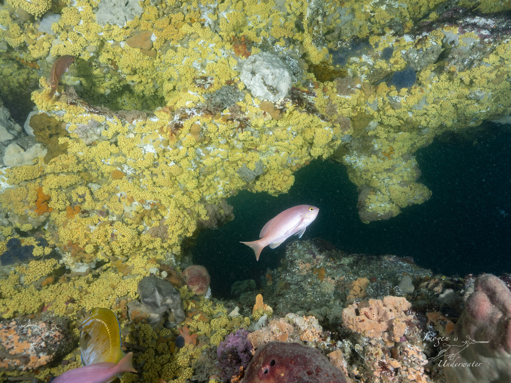 Barber Perch from Queenscliffe, AU-VI, AU on March 13, 2024 at 12:40 PM ...