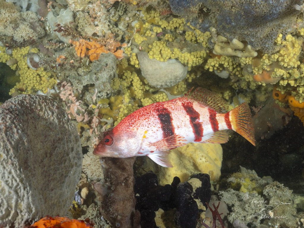 Banded Seaperch from Queenscliffe, AU-VI, AU on March 13, 2024 at 12:46 ...