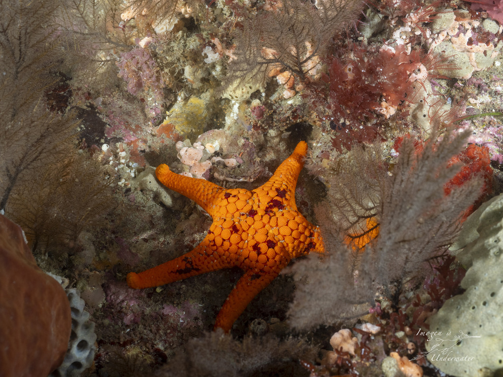 Spotted Sea Star from Queenscliffe, AU-VI, AU on March 13, 2024 at 12: ...