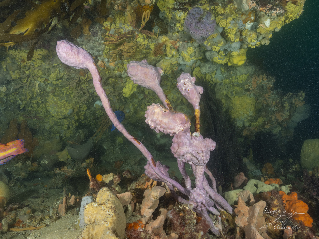 Giant Sea Tulip from Queenscliffe, AU-VI, AU on March 13, 2024 at 12:48 ...