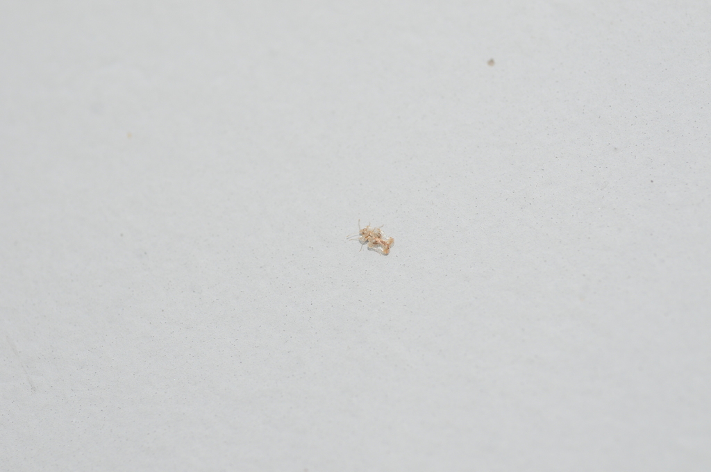 Tingini from Fair Oaks, CA, USA on March 14, 2024 at 11:56 AM by Hawk T ...